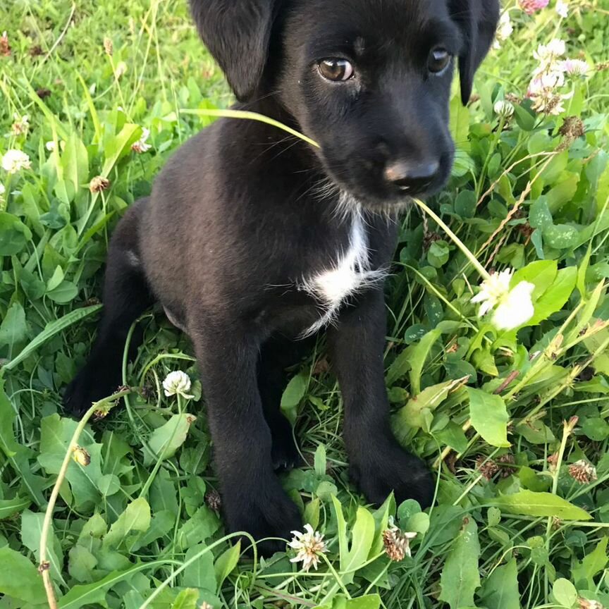 Щенки в добрые руки