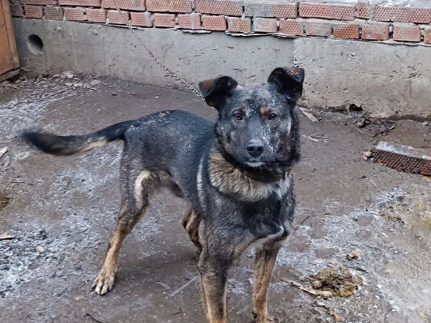 Собака в добрые руки отдам бесплатно