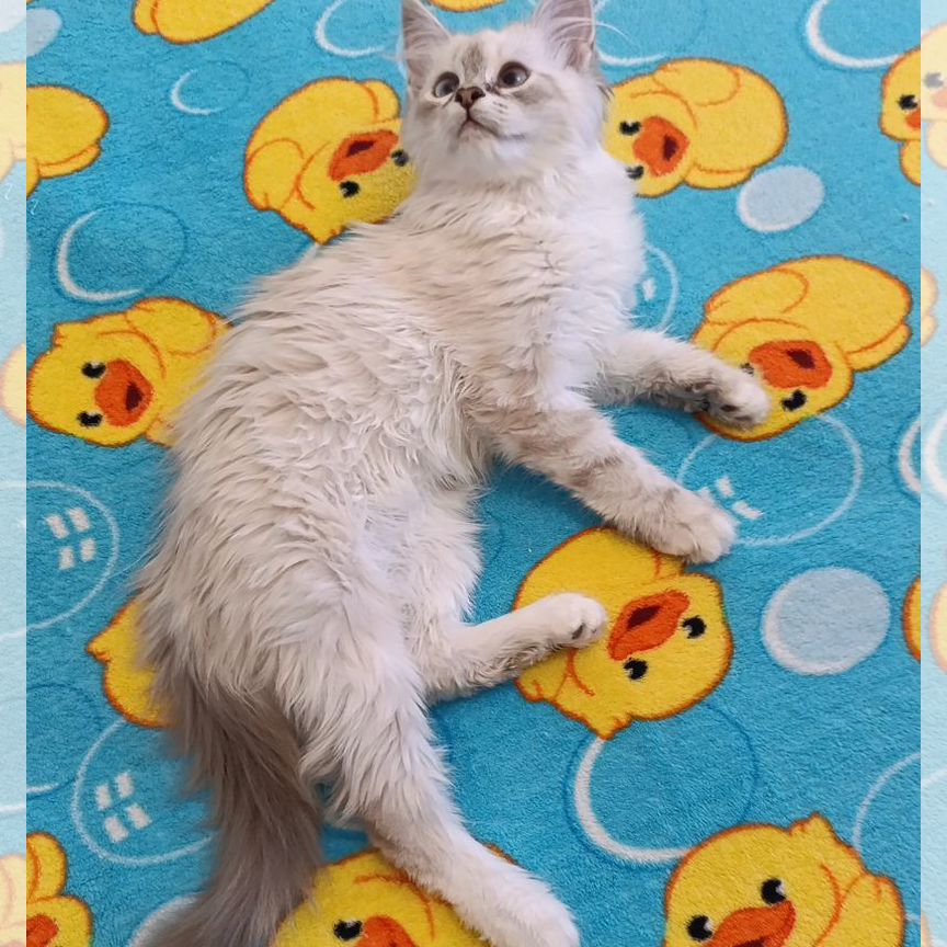 Невский маскарадный котёнок