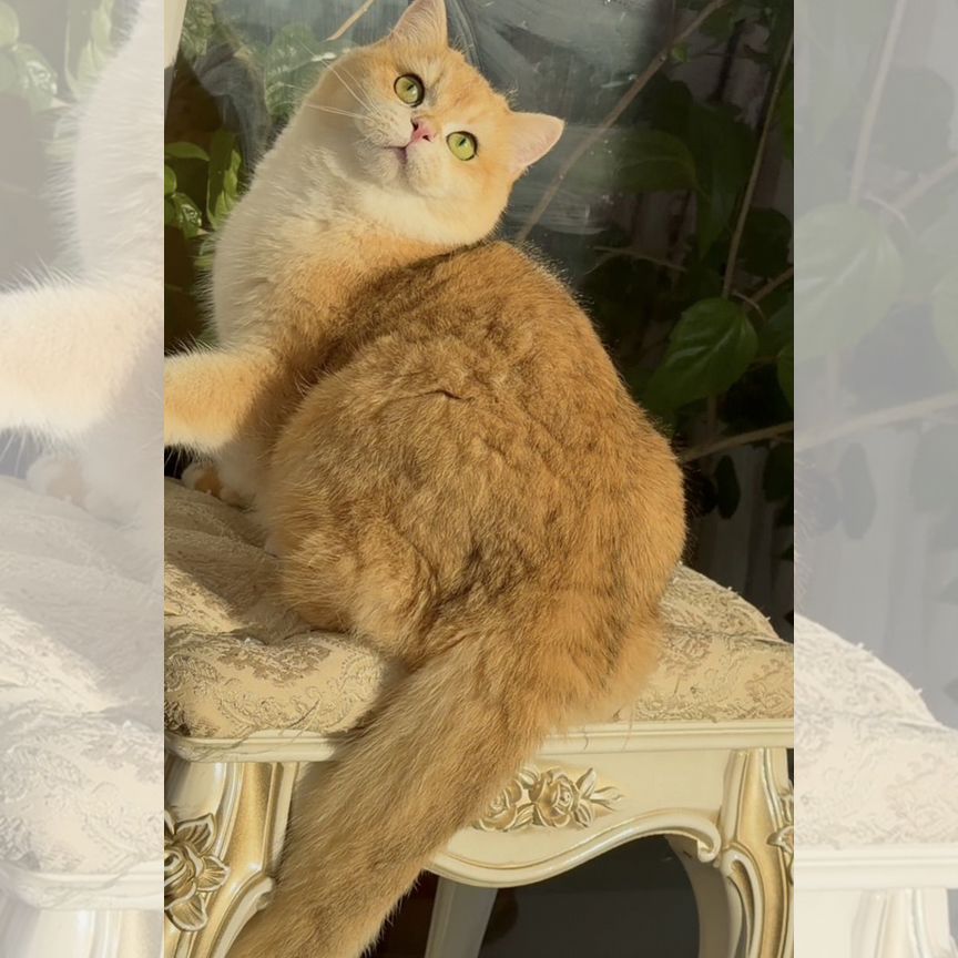 Британский короткошёрстный котёнок