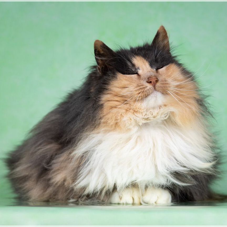 Взрослая, кошка в добрые руки