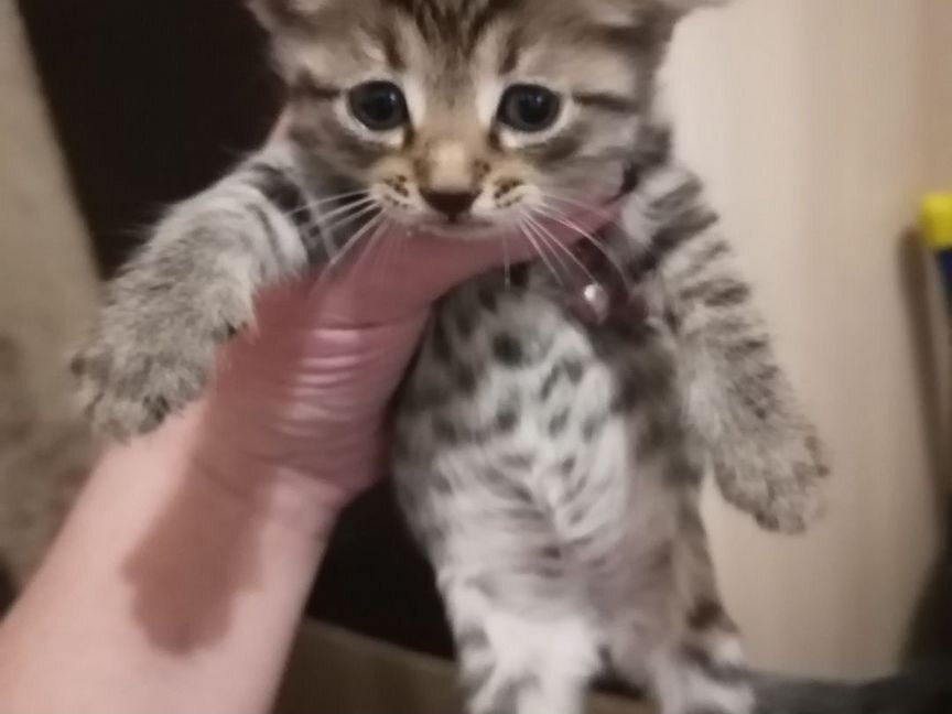 Кошка в дар бесплатно