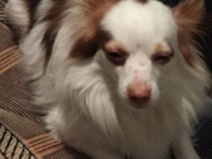 Папийон в добрые руки