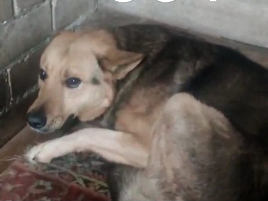 Пес попал в отлов