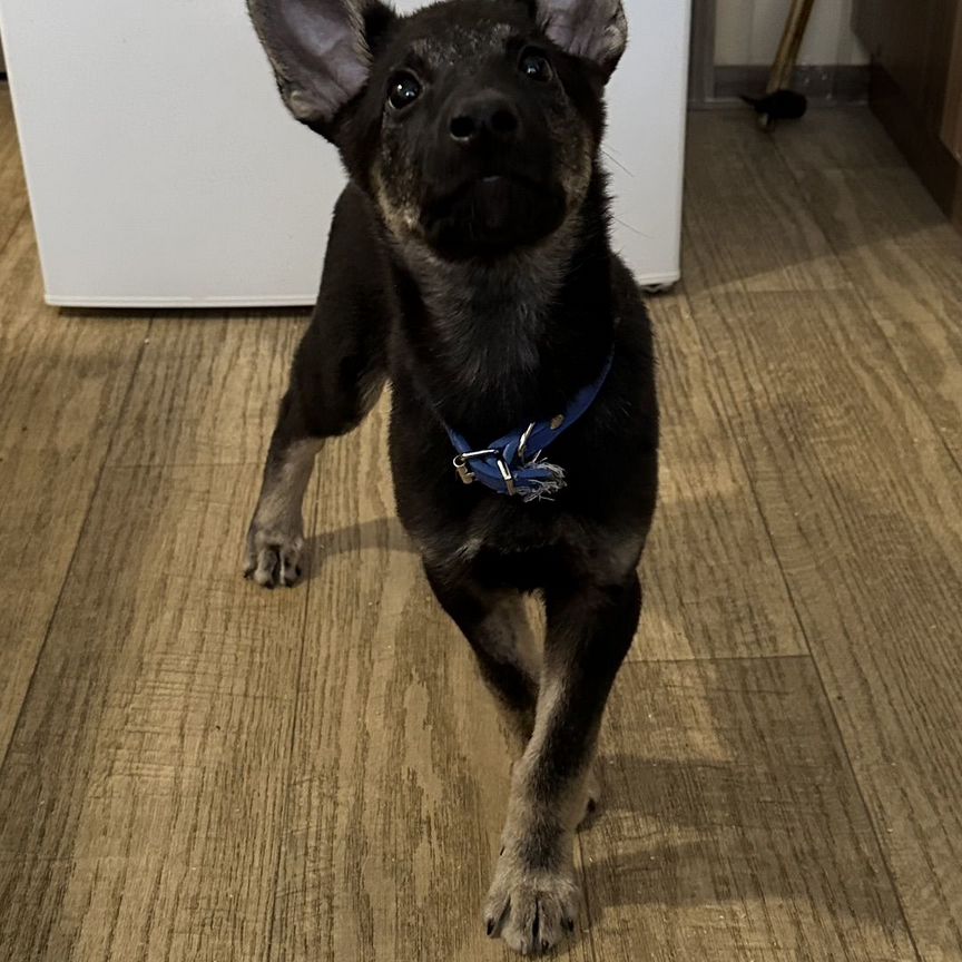 Щенок в добрые руки