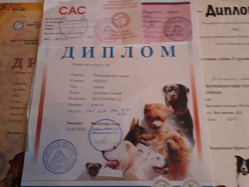 Вязка Йоркширский терьер