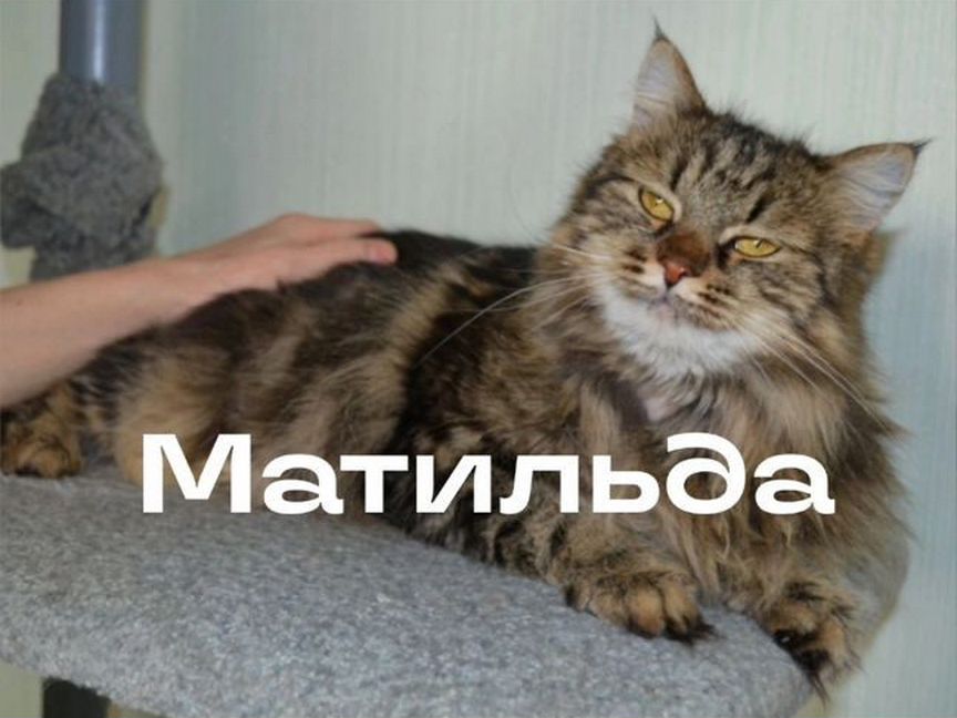 Кошки в добрые руки