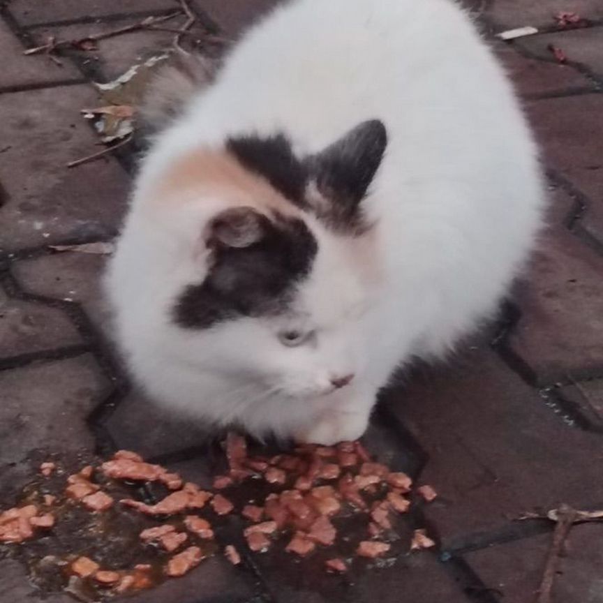 Кошечка