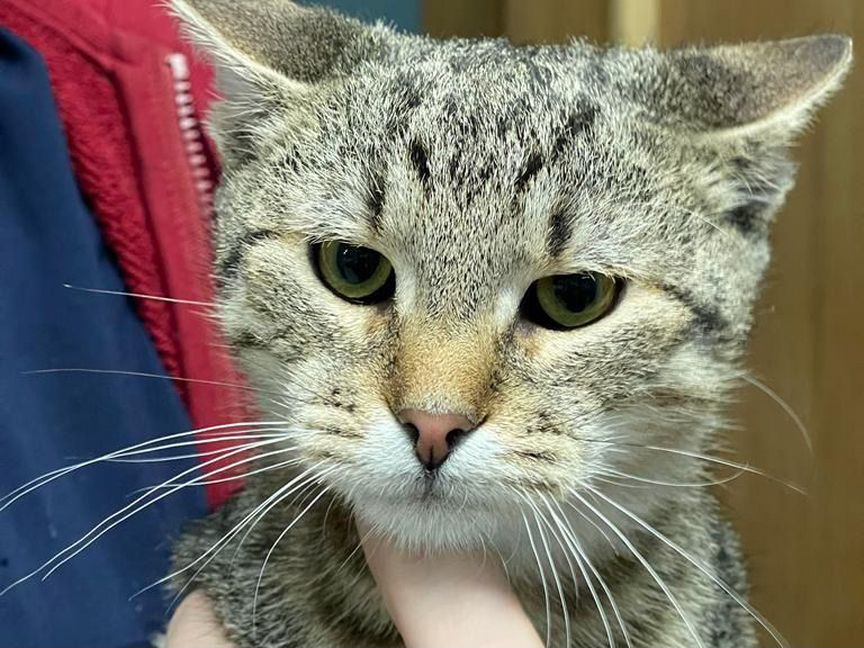 Котик в добрые руки