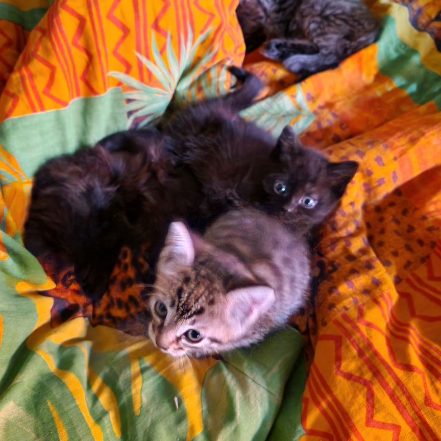 Отдам котят 2 девочки 3 мальчика, бесплатно