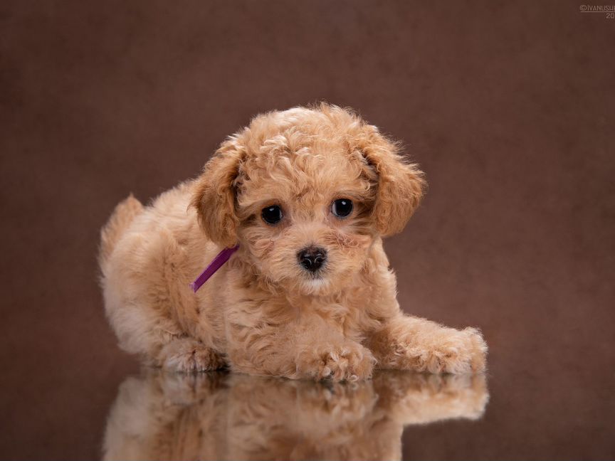 Девочка chipoodle/ чипу