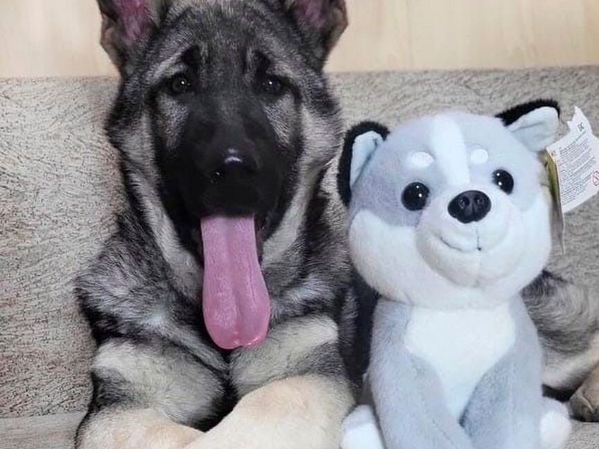 Щенки вео с документами