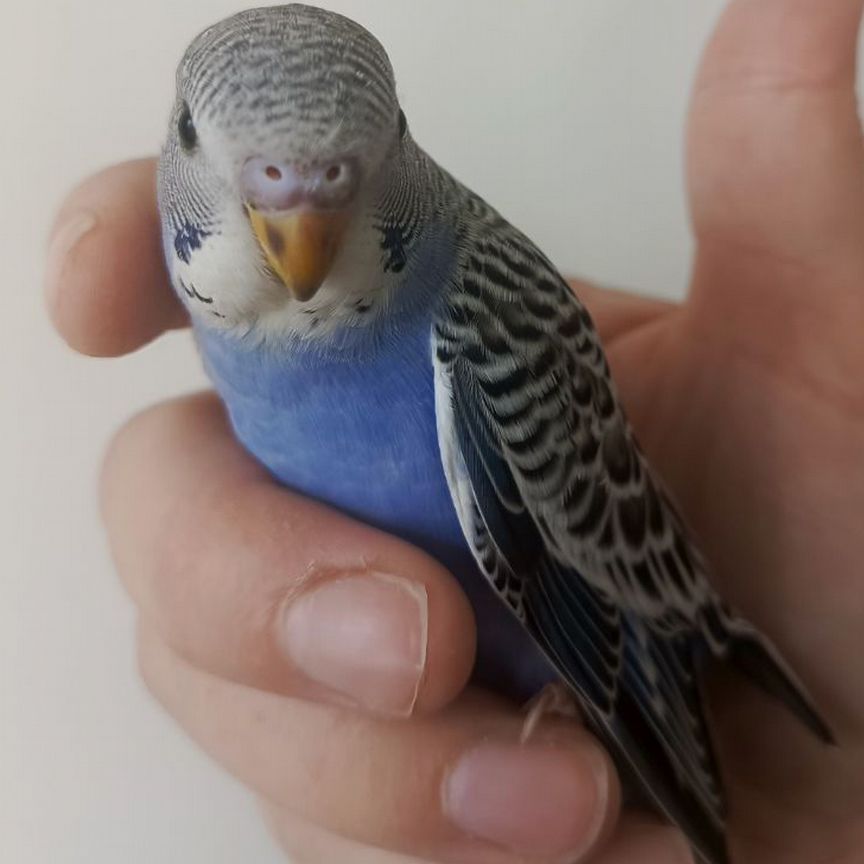 Птенец волнистого попугая