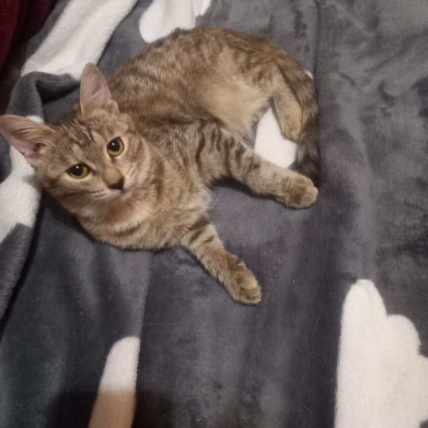 Котята в добрые руки бесплатно