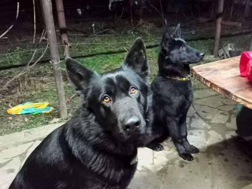 Черная немецкая овчарка кобель для вязки