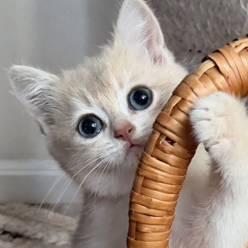 Британский короткошёрстный котёнок