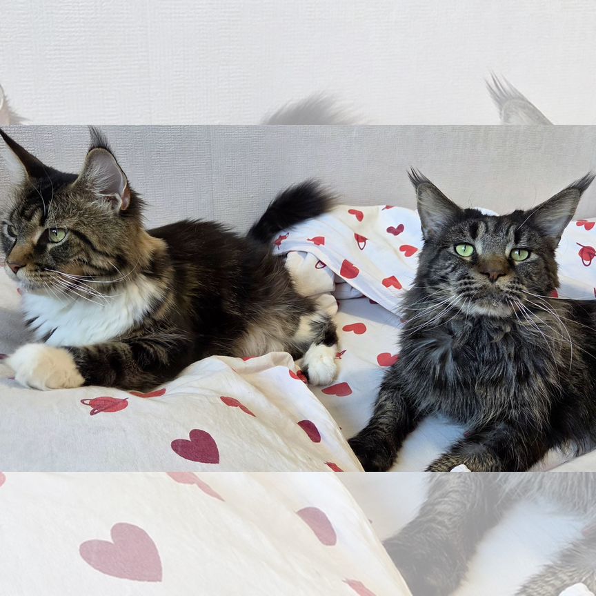 Мейн-кун котёнок