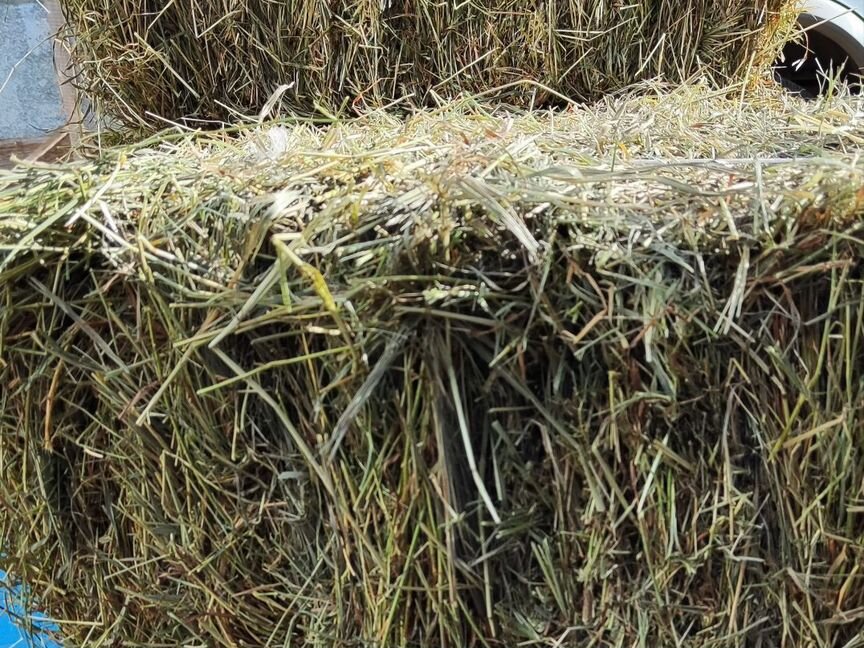 Сено в тюках квадратныхразнотравье Воронеж доставк