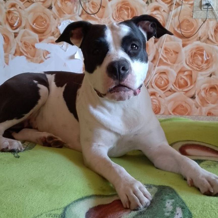 Отдам в добрые руки собаку. Амстаффа