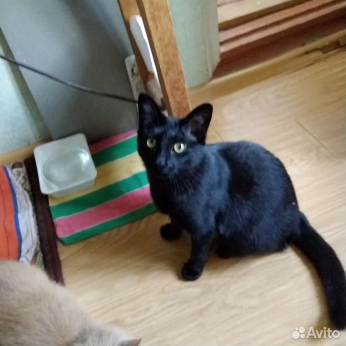 Супер ласковая черная кошечка Люба 1 год ищет дом