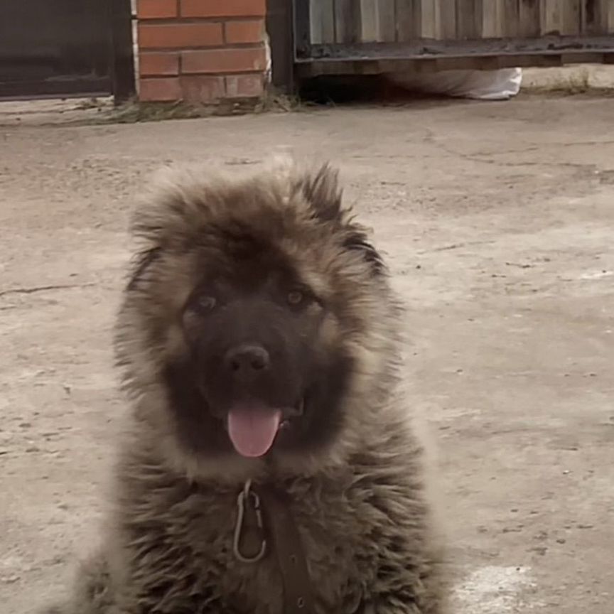 Щенок кавказкой овчарки