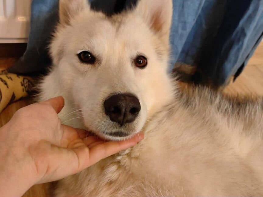 Собачка без лапки в добрые руки