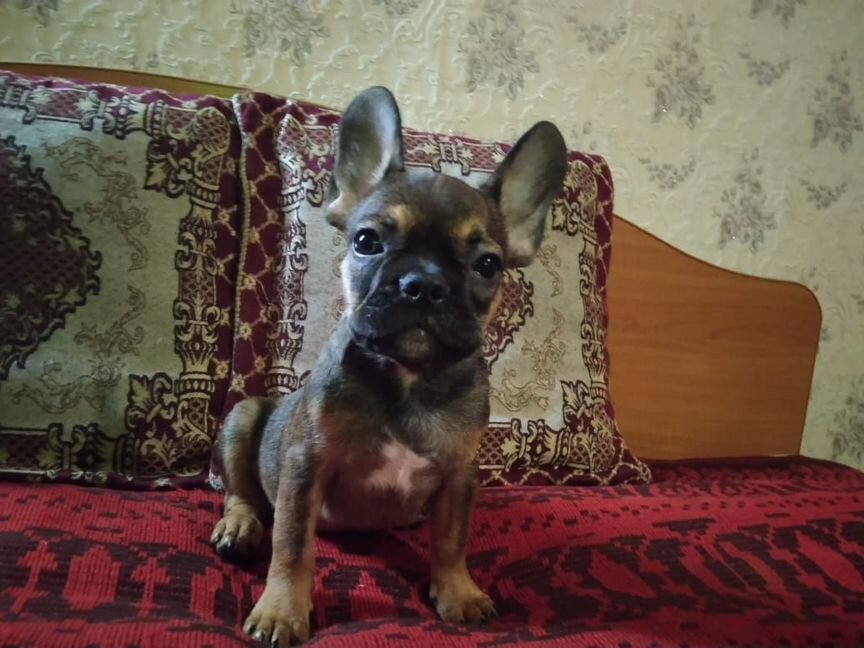 Французский бульдог щенки