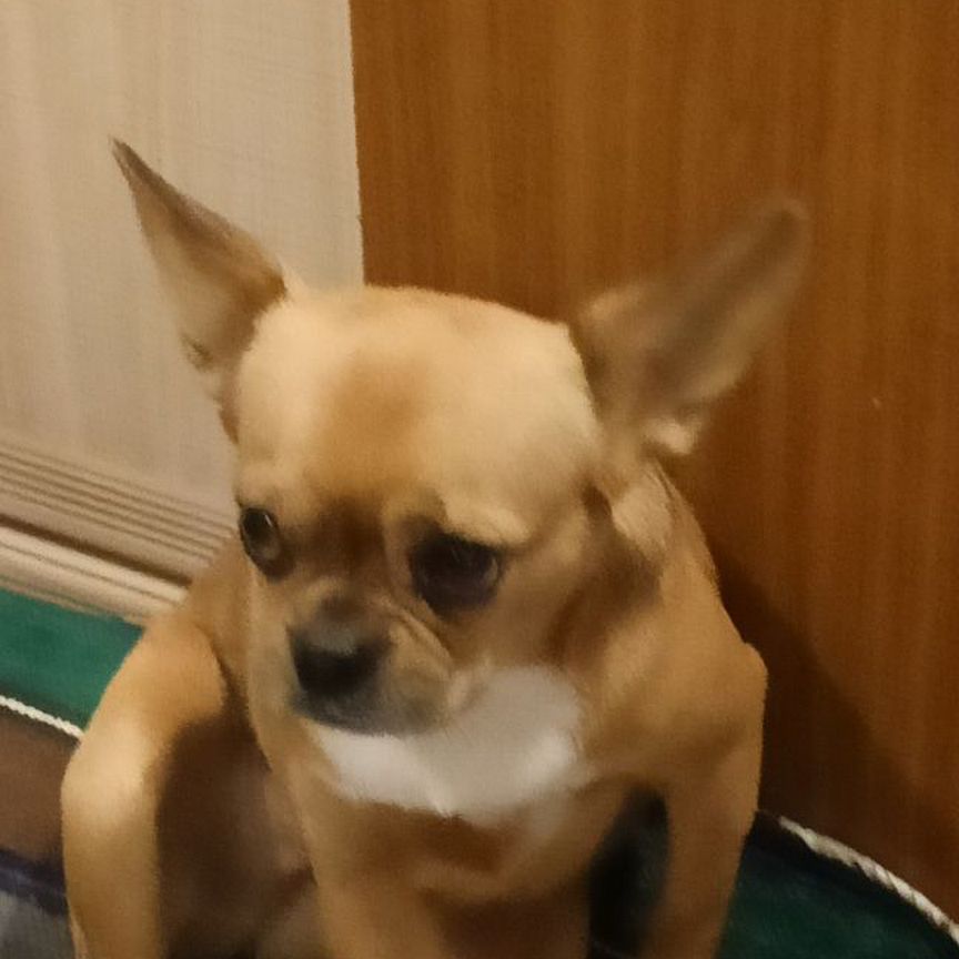 Француз- той