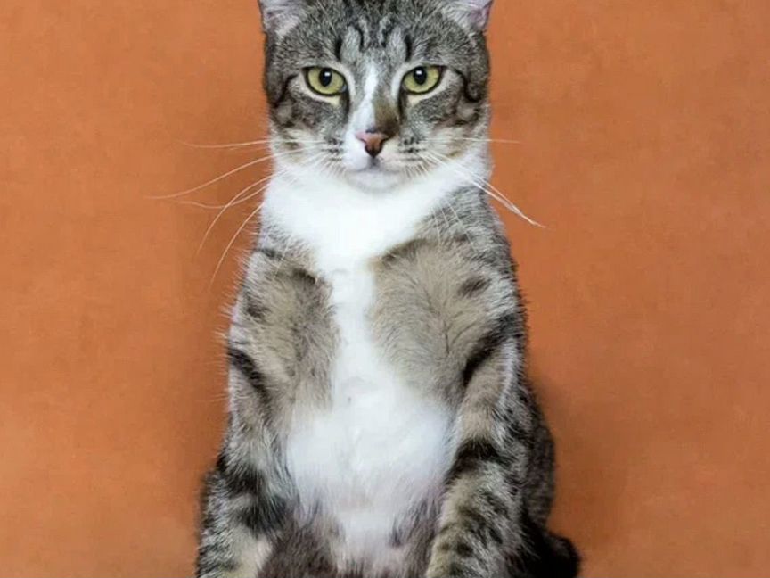 Кошка счастье Эклерка 8 мес. в добрые руки