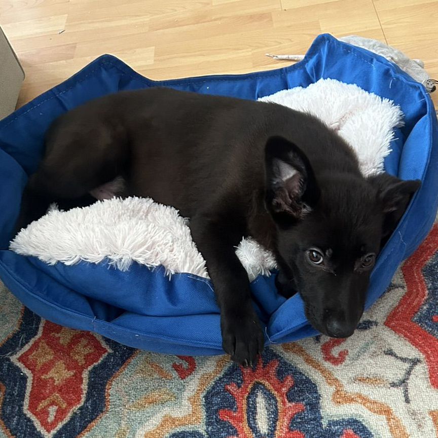 Щенок в добрые руки