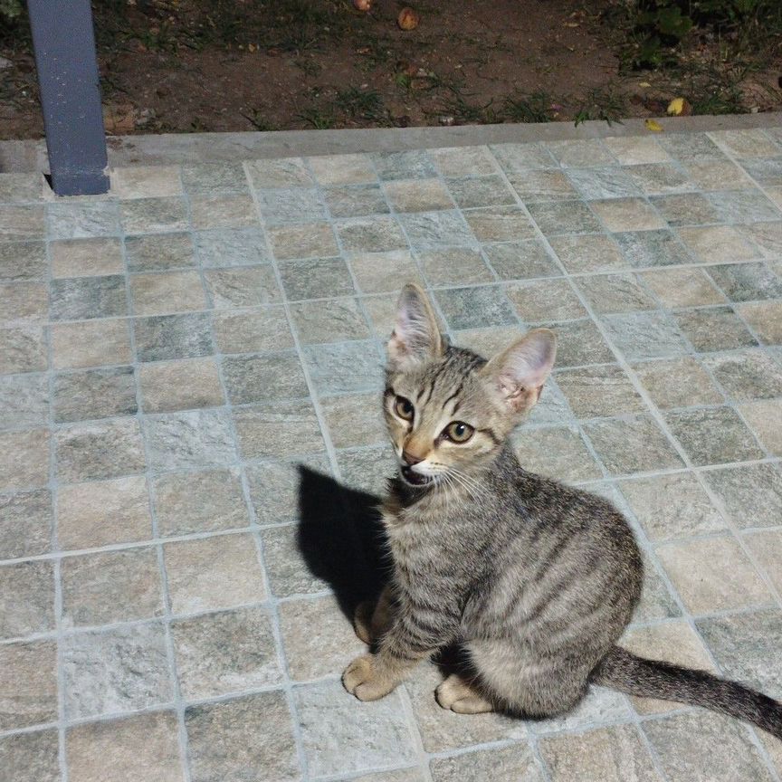 Котята в добрые руки мальчики