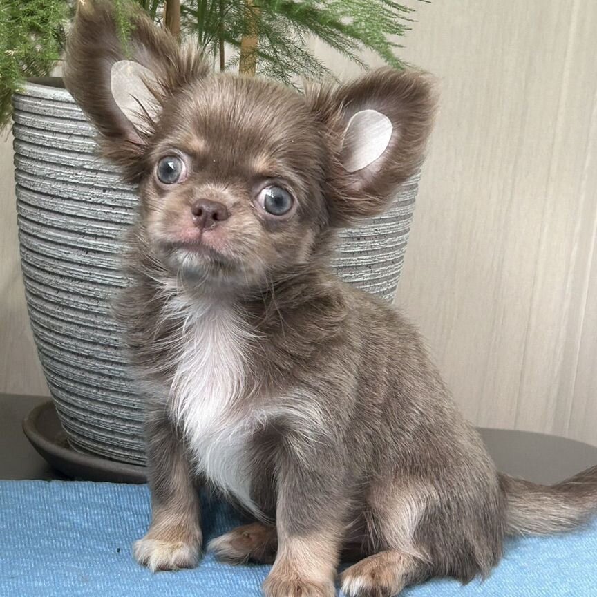 Щенки чихуахуа