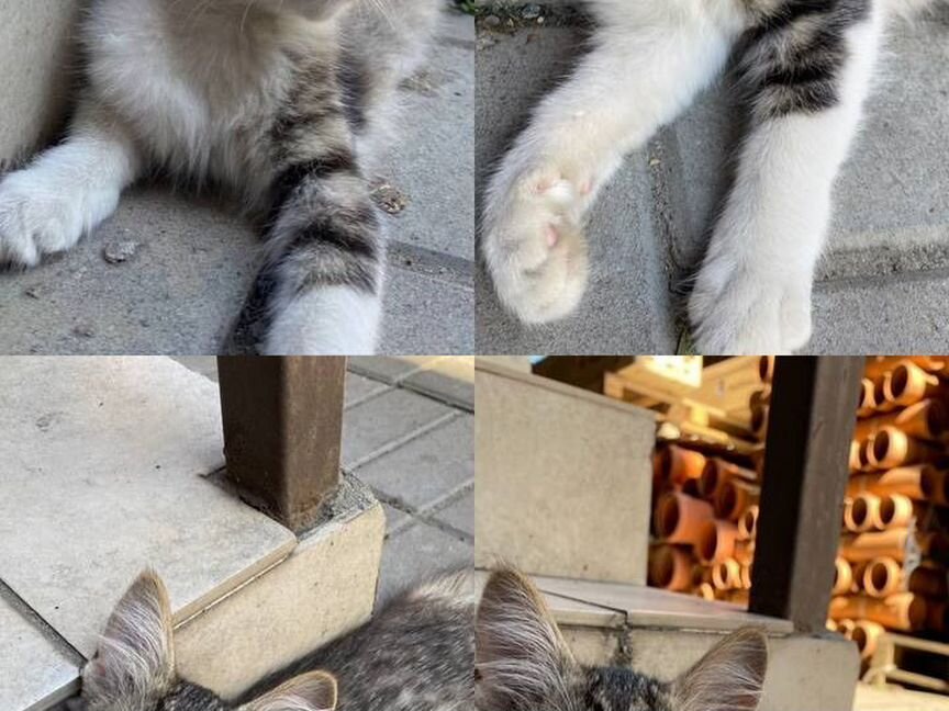Отдам самую ласковую и послушную кошечку