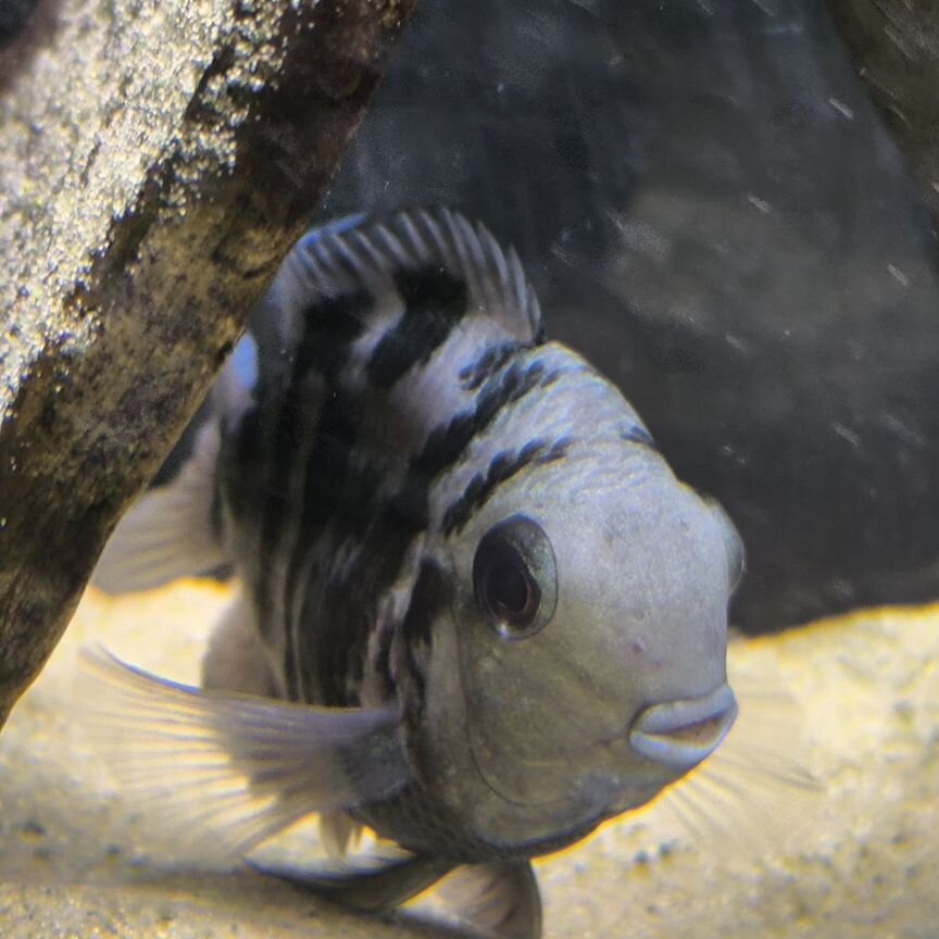 Цихлида, сапфировый попугай