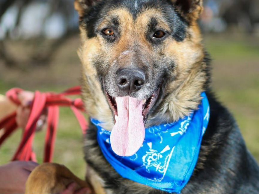 Немецкая овчарка ищет дом