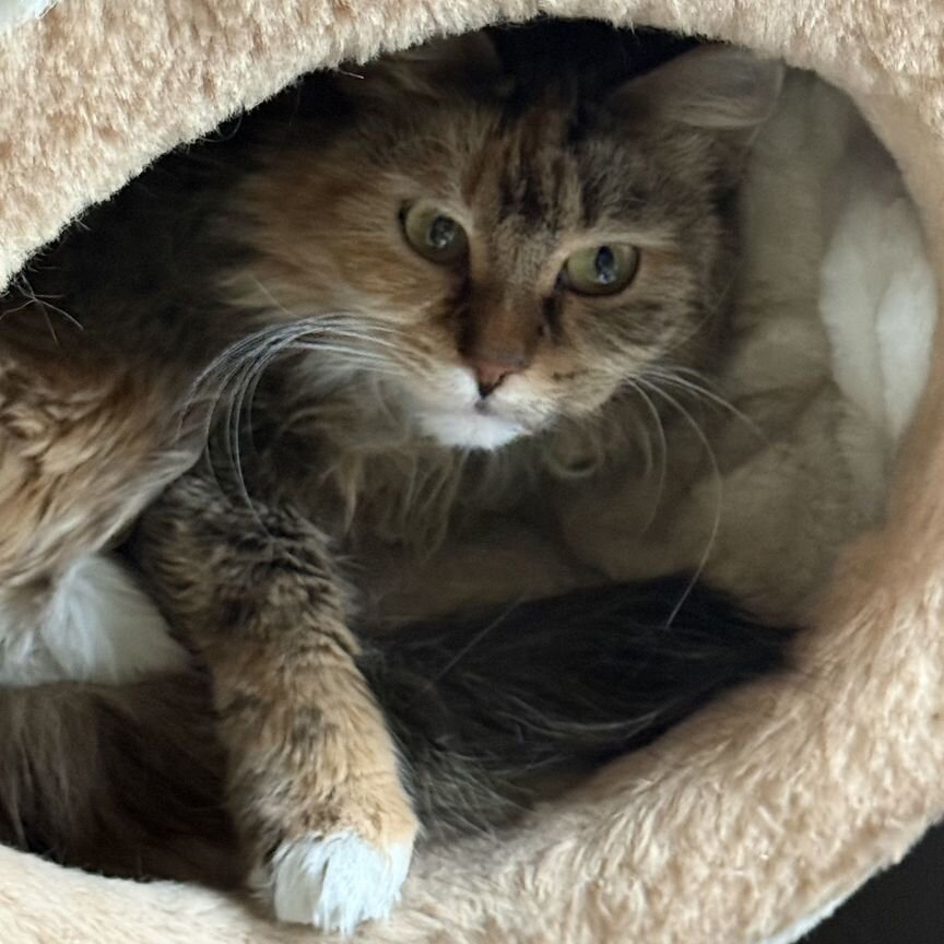 Взрослая, кошка в добрые руки