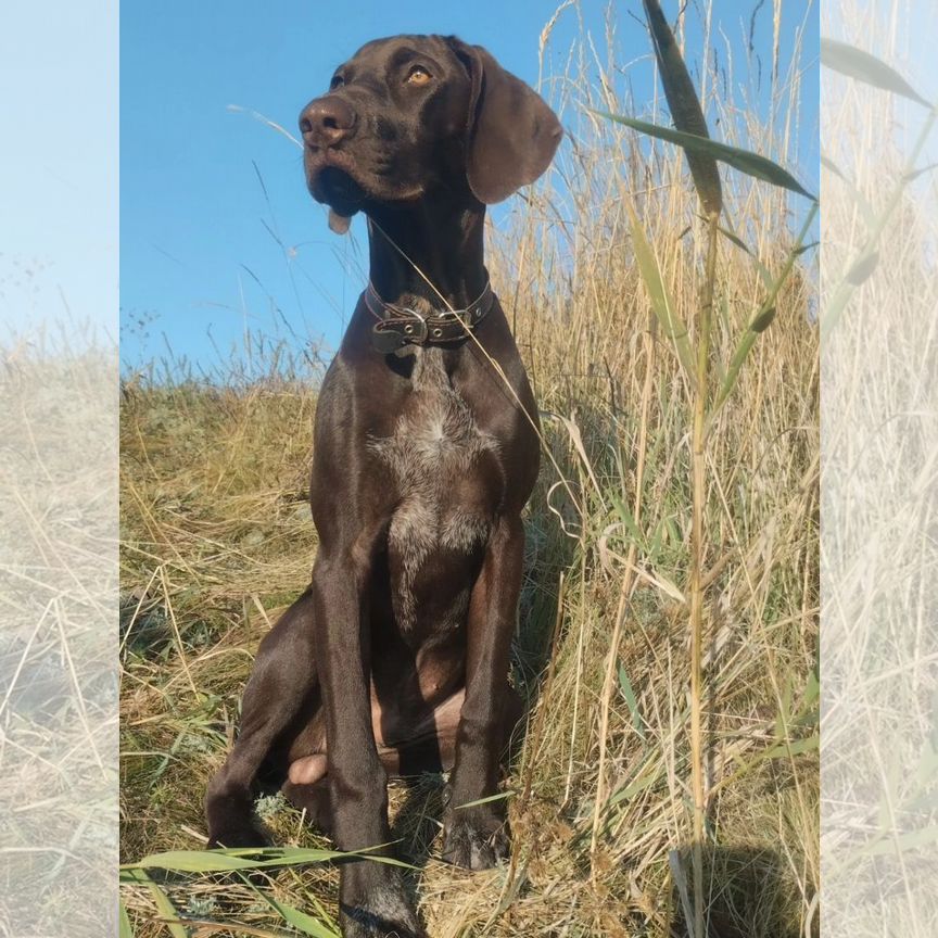 Кобель Курцхаар