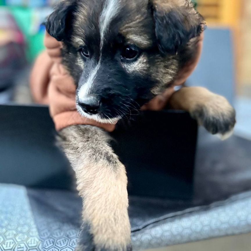 Щенок в добрые руки бесплатно