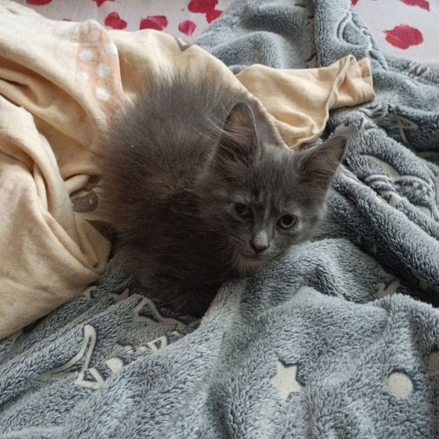 Кошка благородных мейкуновских кровей