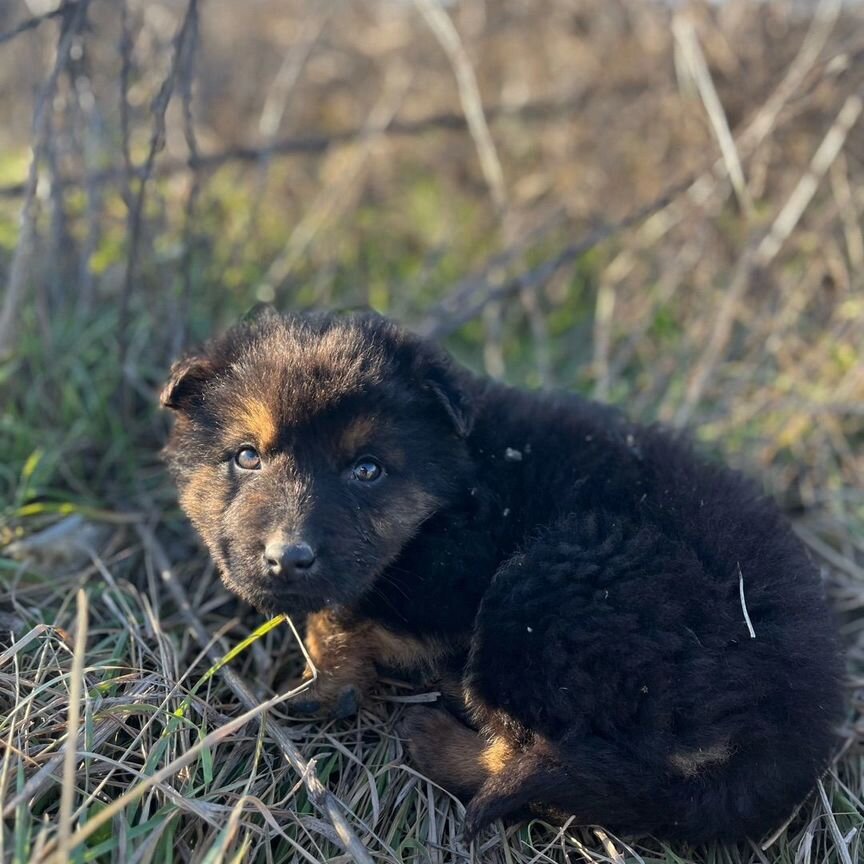 Щенок в добрые руки мальчик