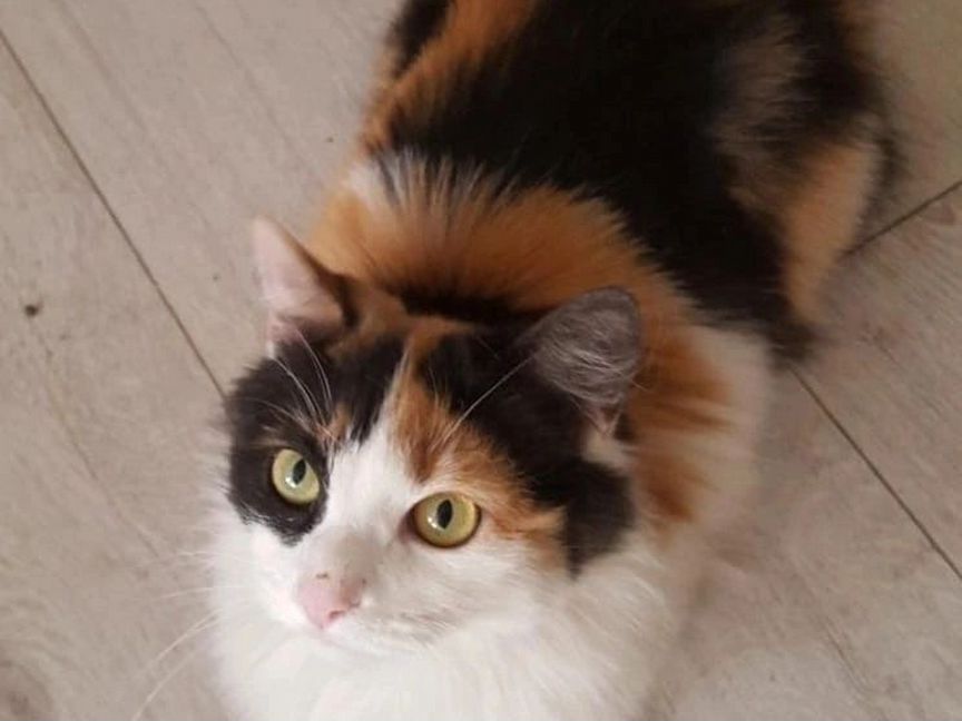 Норвежская лесная