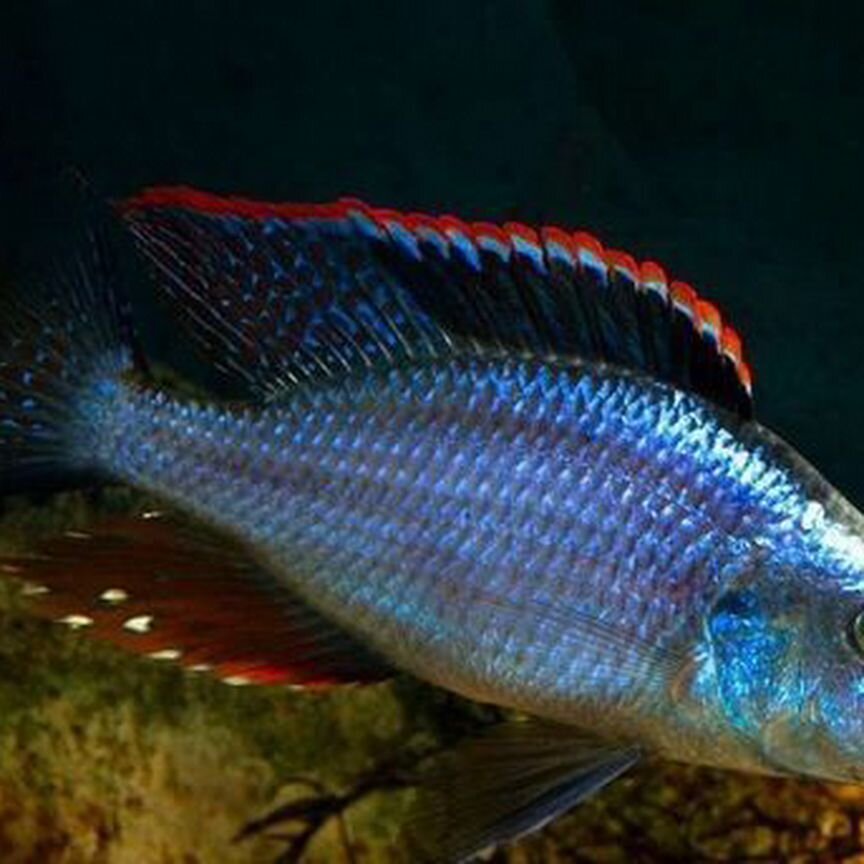 Хаплохромис "Волк" меняю на Еллоу