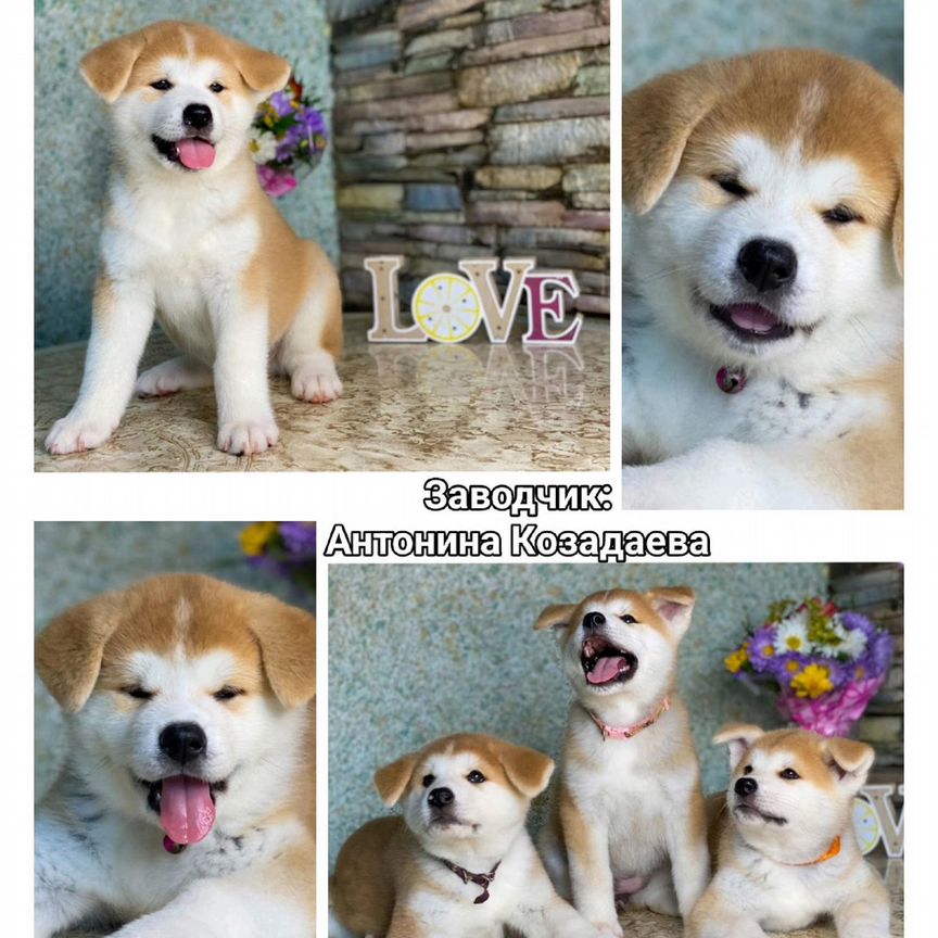 Щенки Акита ину - Хатико