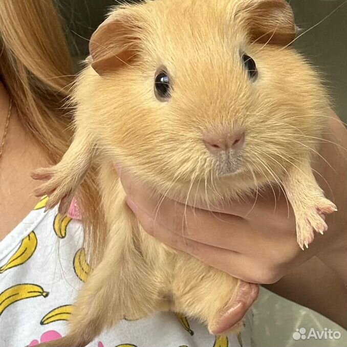 Морская свинка (девочка )
