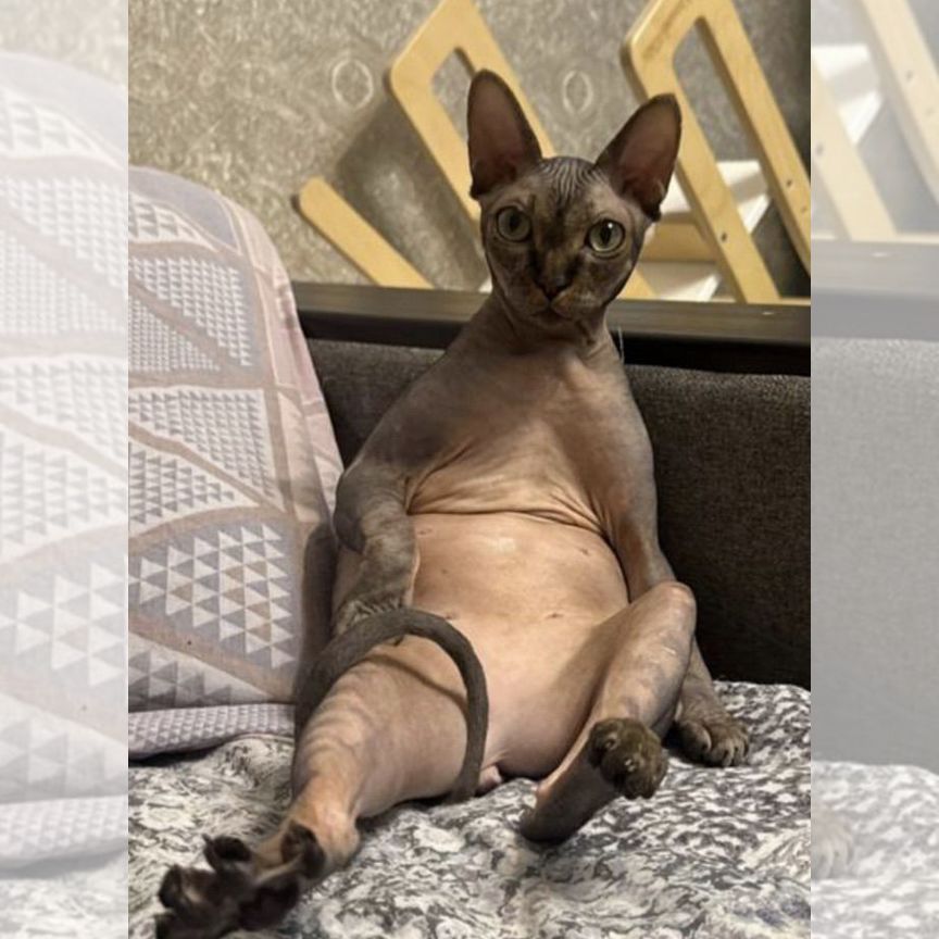 Канадский сфинкс, взрослый кот