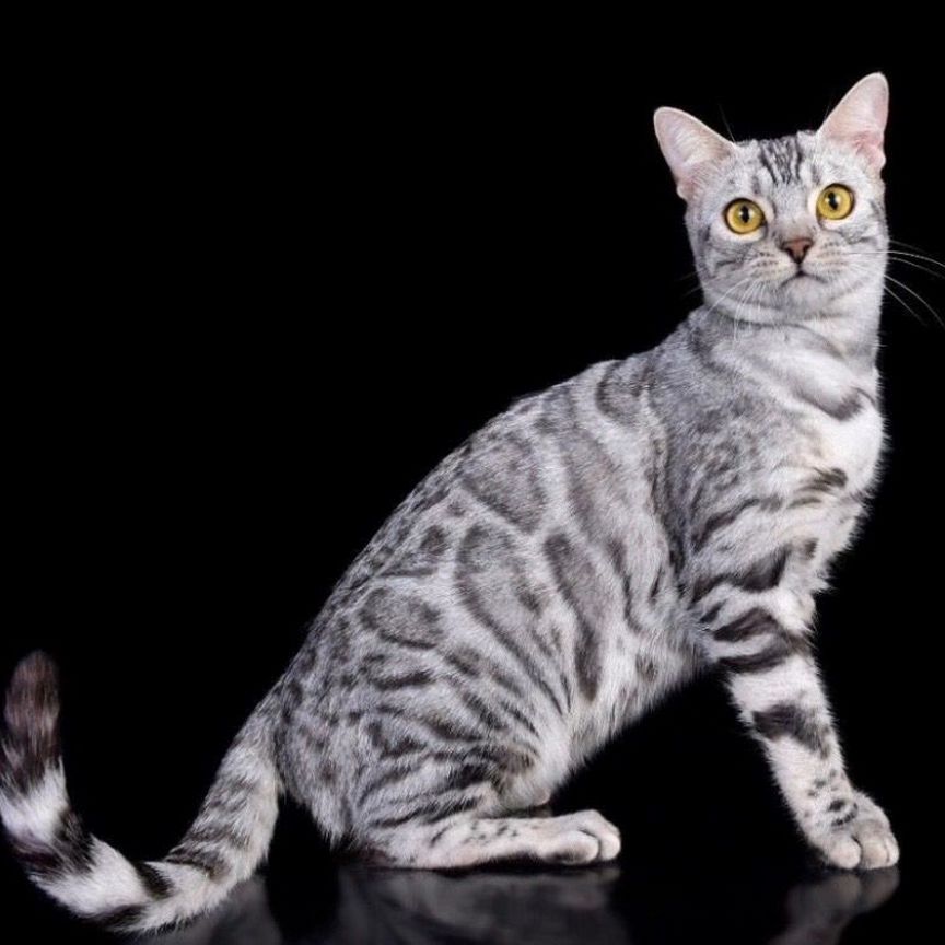 Бенгальская, взрослая кошка