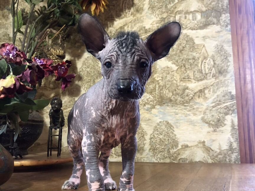 Продажа щенков Ксоло: красивые, здоровые, ласковые