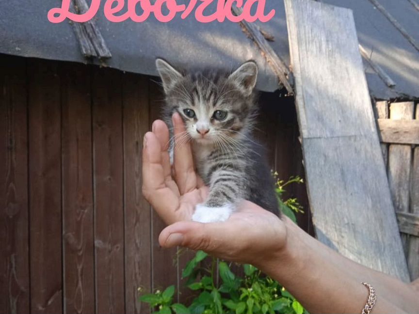 Котята в добрые руки