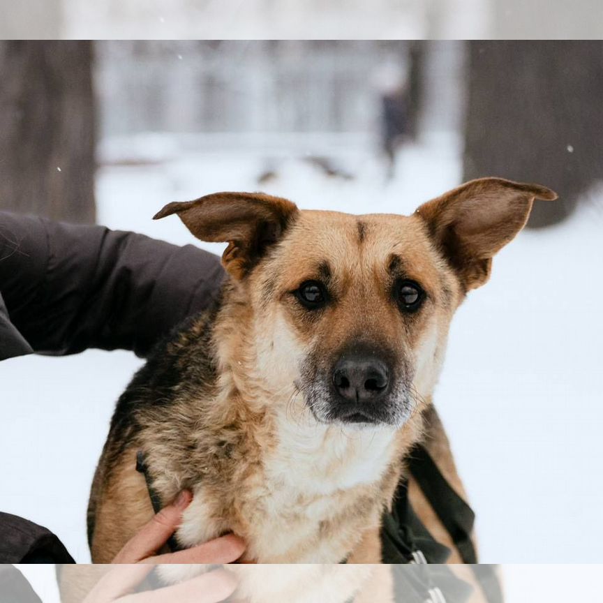 Взрослый пёс в добрые руки