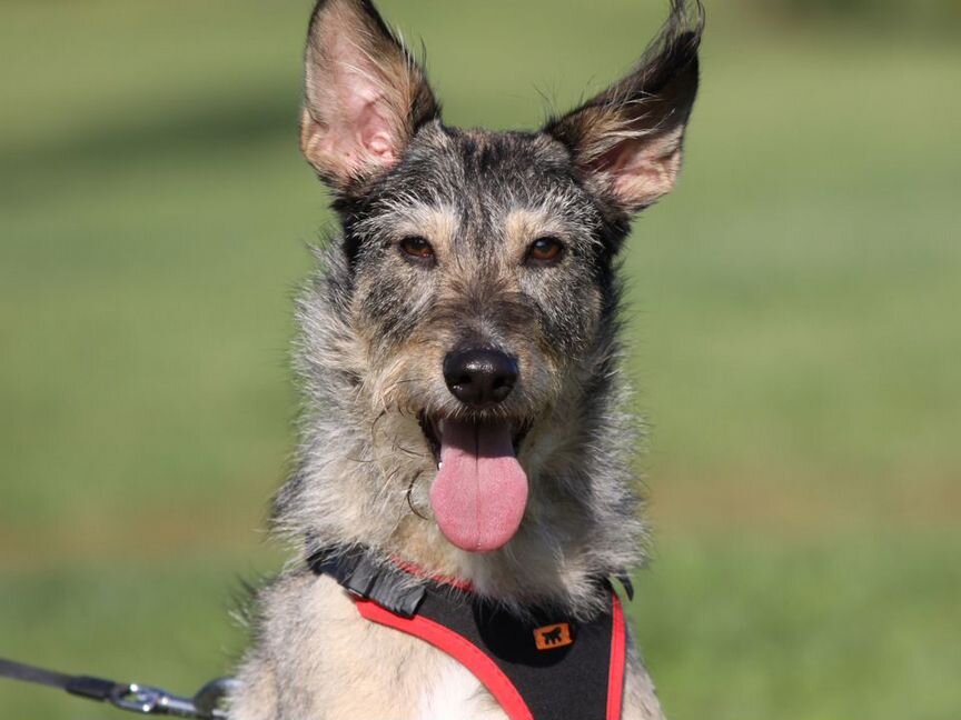 Молодая собака девочка ищет дом